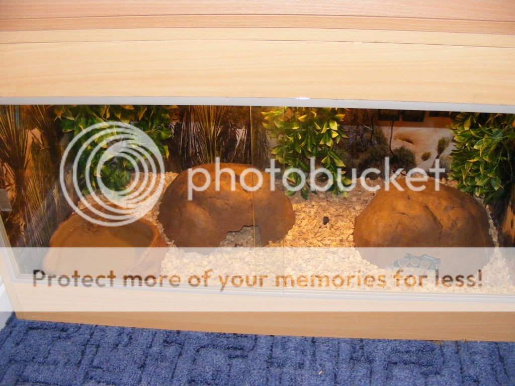 Viv stack pics | Reptile Forums