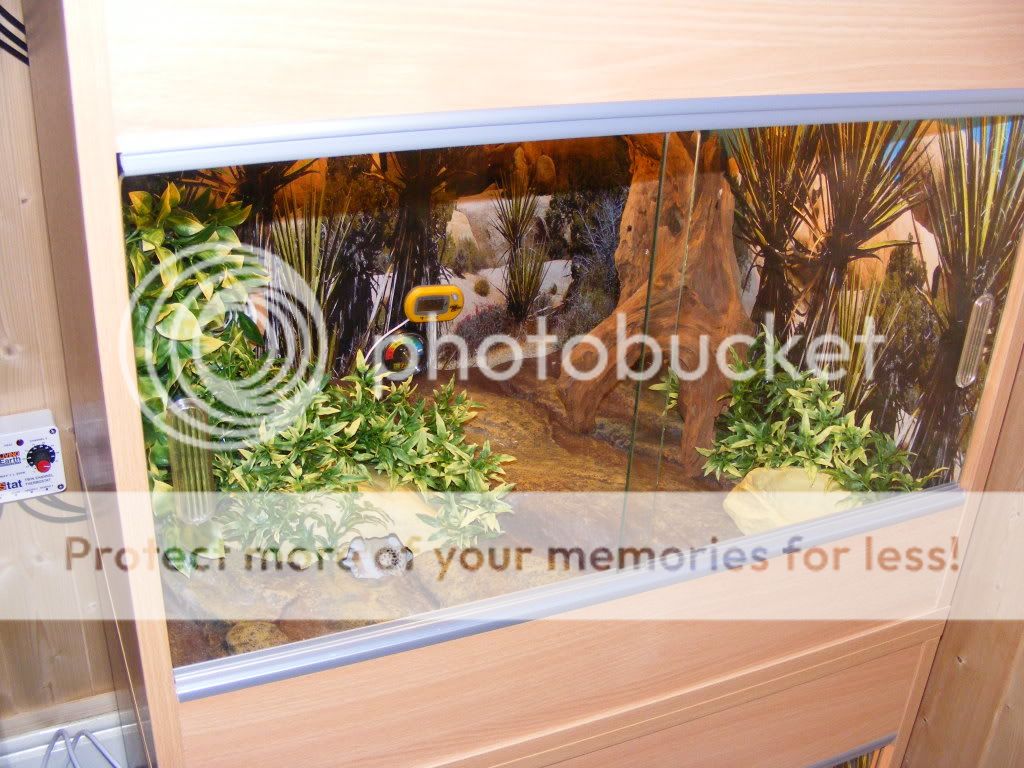 Viv stack pics | Reptile Forums