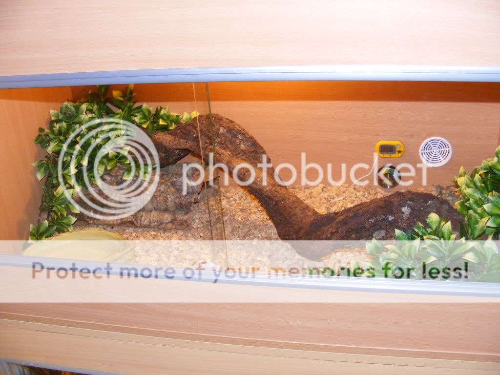 Viv stack pics | Reptile Forums