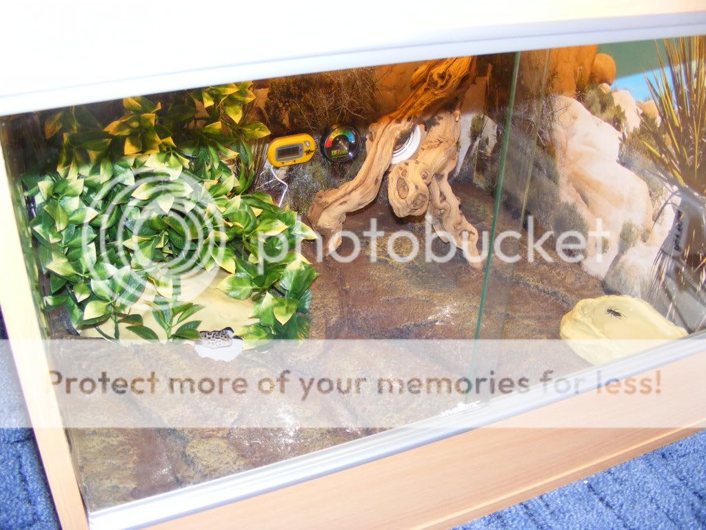 Viv stack pics | Reptile Forums